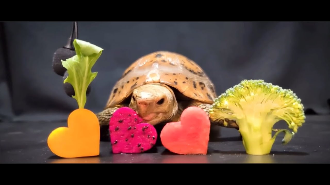 Turtle Eating Carrots, Heart-Shaped Dragon Fruits - ASMR Animal Eating ...