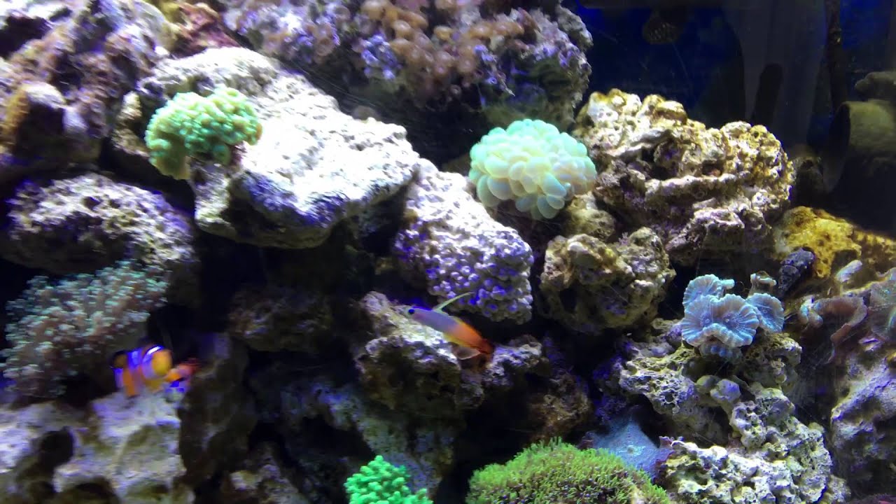 My 90g reef tank update with high kh - YouTube
