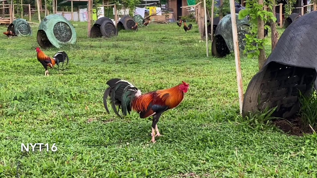 2019 early bird figba. - YouTube