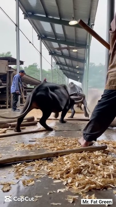 We are saving a buffalo that was swallowed by a giant python - YouTube