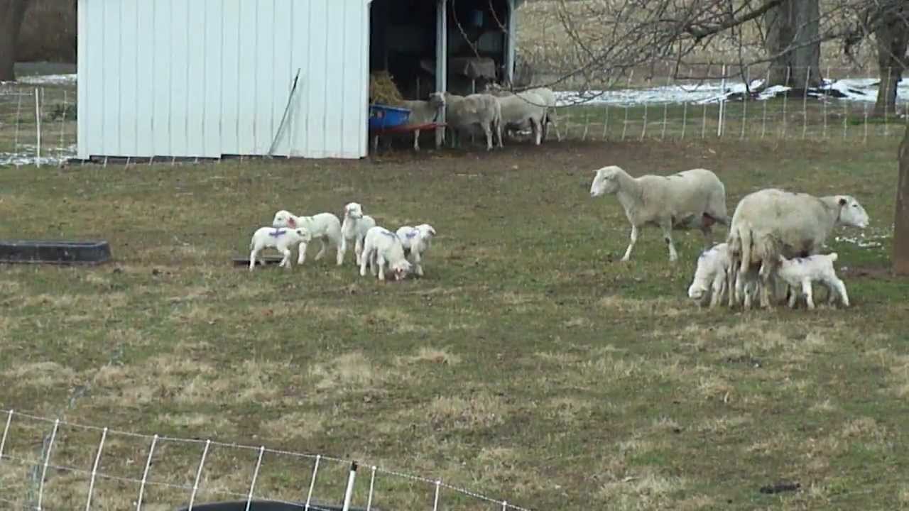 Baby sheep frolicking at Sweetwater Farm (5) - YouTube