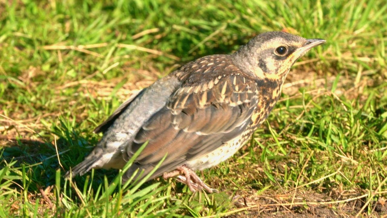 Lazy Life of Fieldfare Baby Fledgling with Great Camouflage [4K] - YouTube