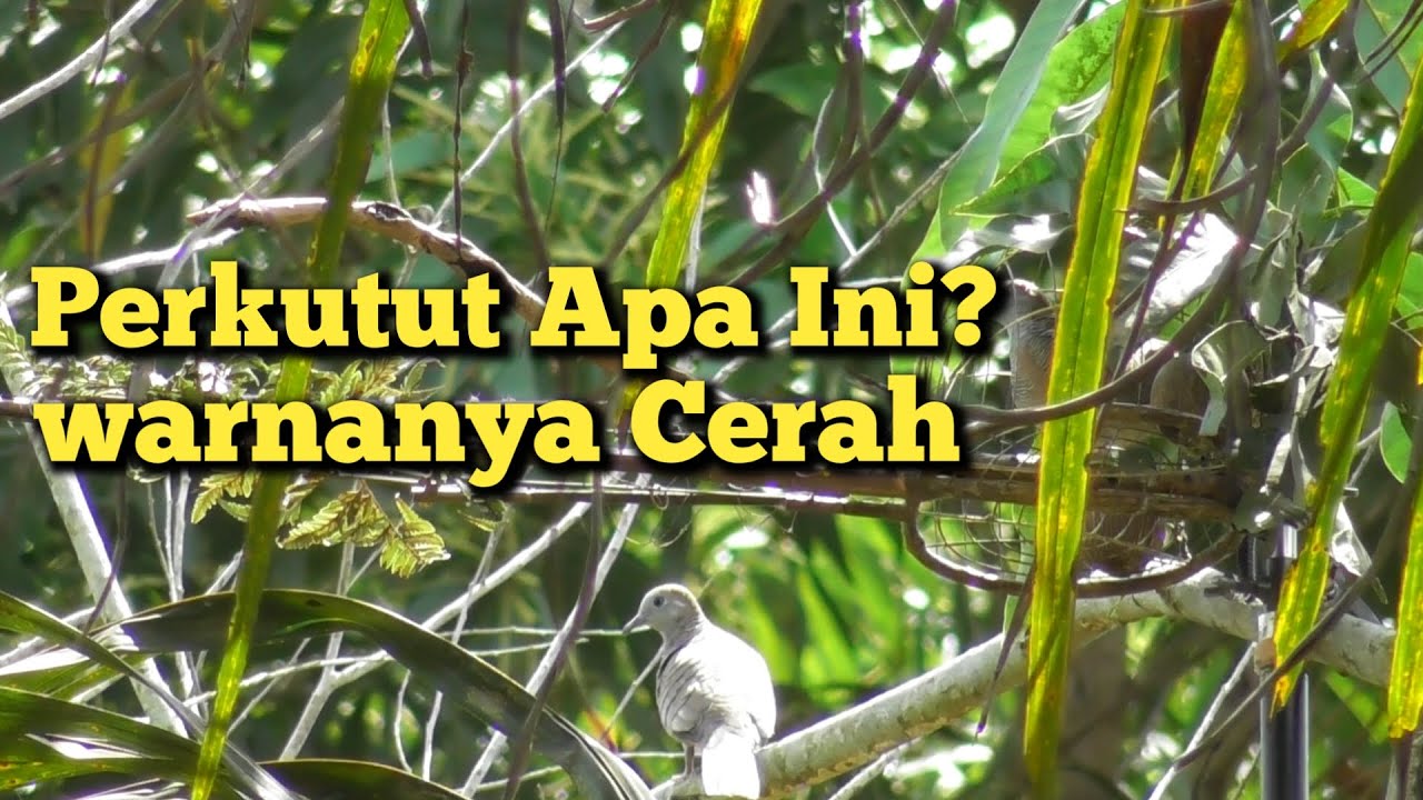 Perkutut Jenis Apa Ini... Warnanya Cerah & Silau Sekali.. - YouTube