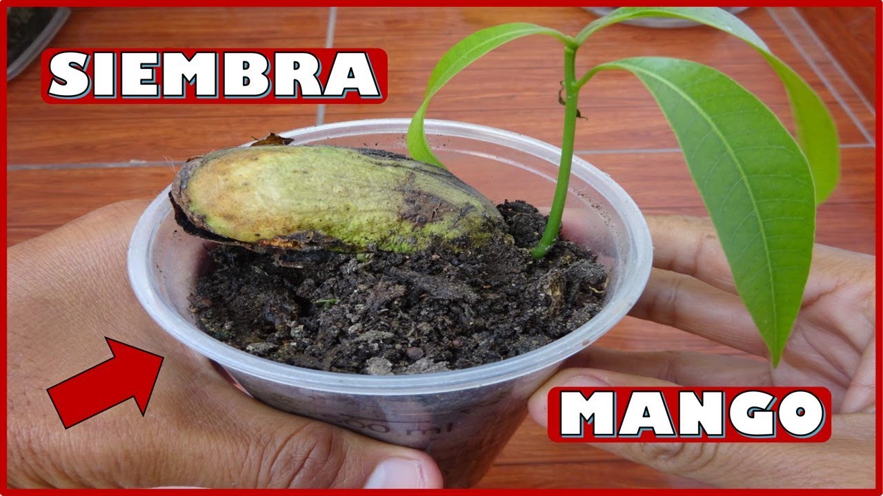 APRENDE A SEMBRAR SEMILLAS DE MANGO: GERMINACIÓN Y CRECIMIENTO - YouTube