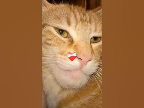 собака когда еë укусила пчела и кот ‍🩹 - YouTube
