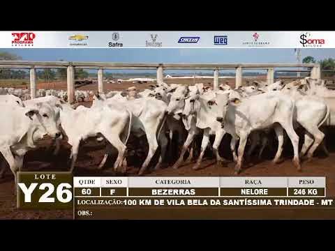 LOTE Y26 - YouTube