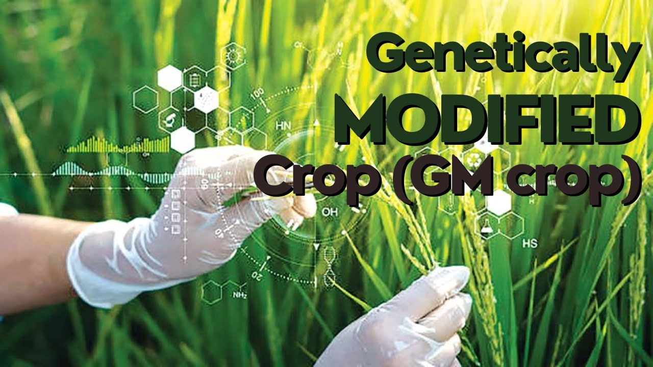 Genetically Modified crop (GM crop) #geneticallyengineeredcrop - YouTube