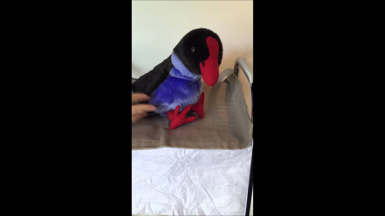 Pukeko Soft Toy with authentic sound - YouTube