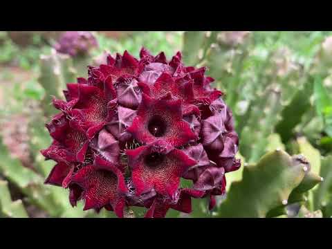 Caralluma diffusa at YVU BG Kadapa AP - YouTube