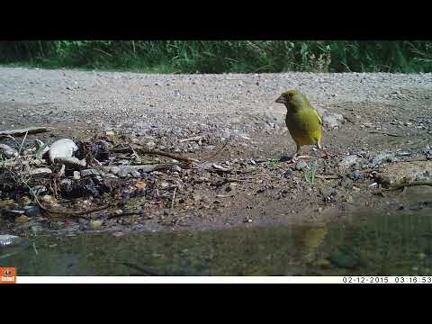 Verderón europeo o verderón común​ (Chloris chloris)​ en un bebedero