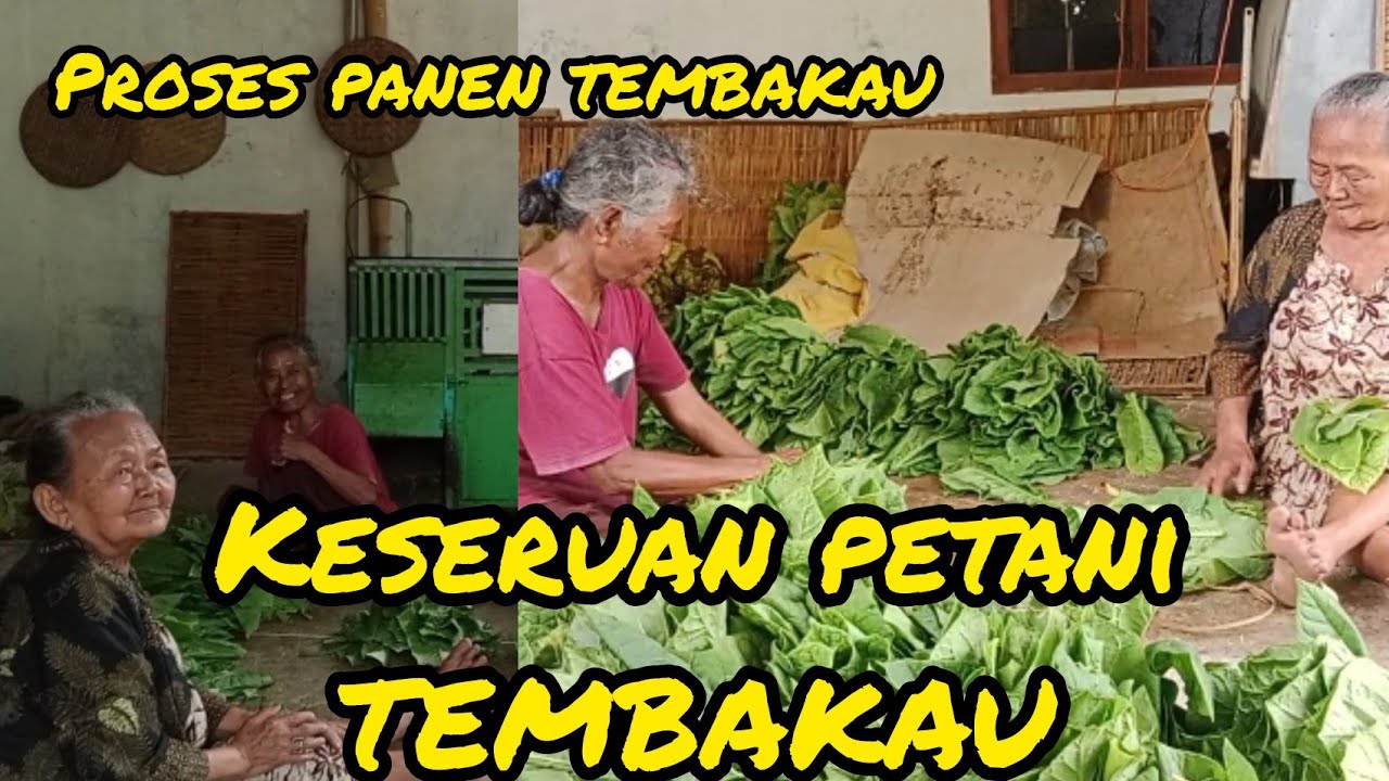 PROSE SORTASI, KESERUAN PETANI TEMBAKAU#tembakau#petanitembakau - YouTube