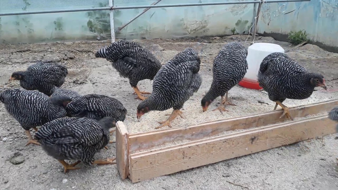 Amrock chicken 19-06-2019 - YouTube