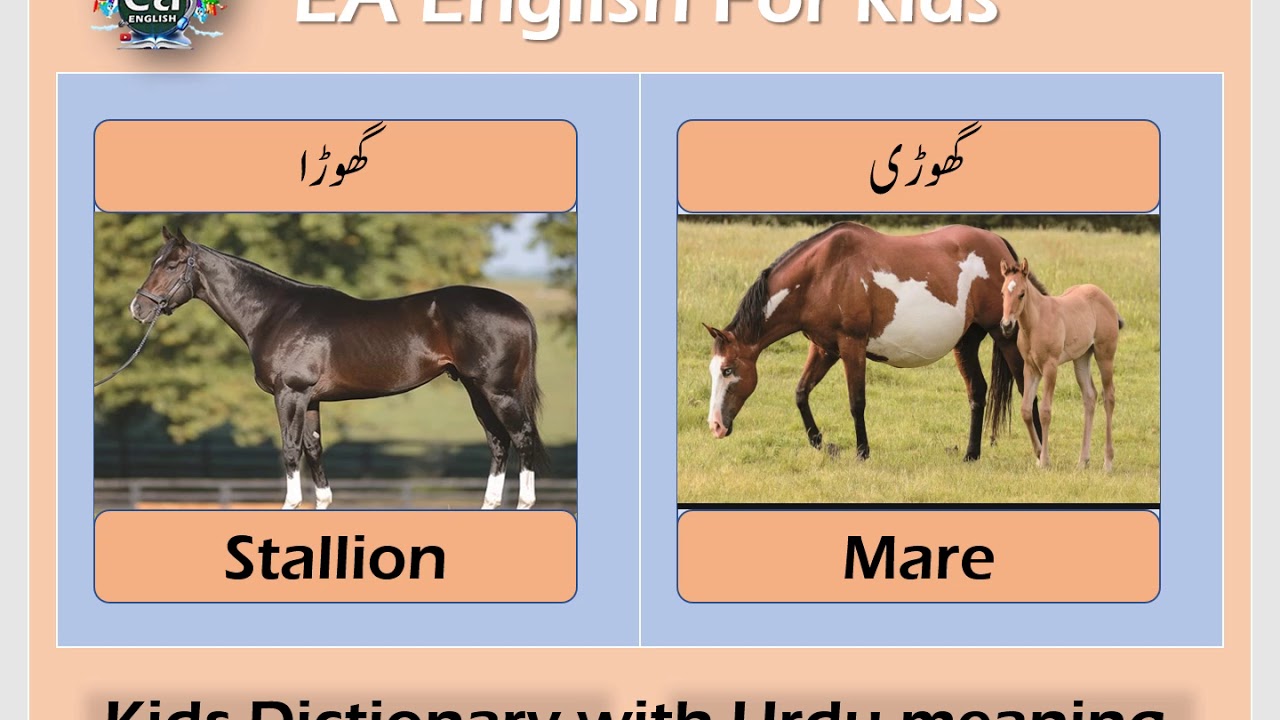 Pet Animals Meaning In Urdu Anna Blog Pet Animals Meaning In Urdu Anna Blog
