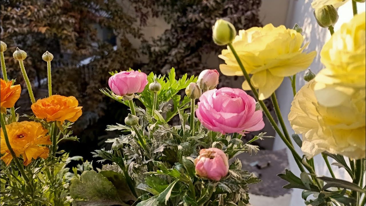 Ranunculus Winter flowering plant Care//How to save 4 next season - YouTube
