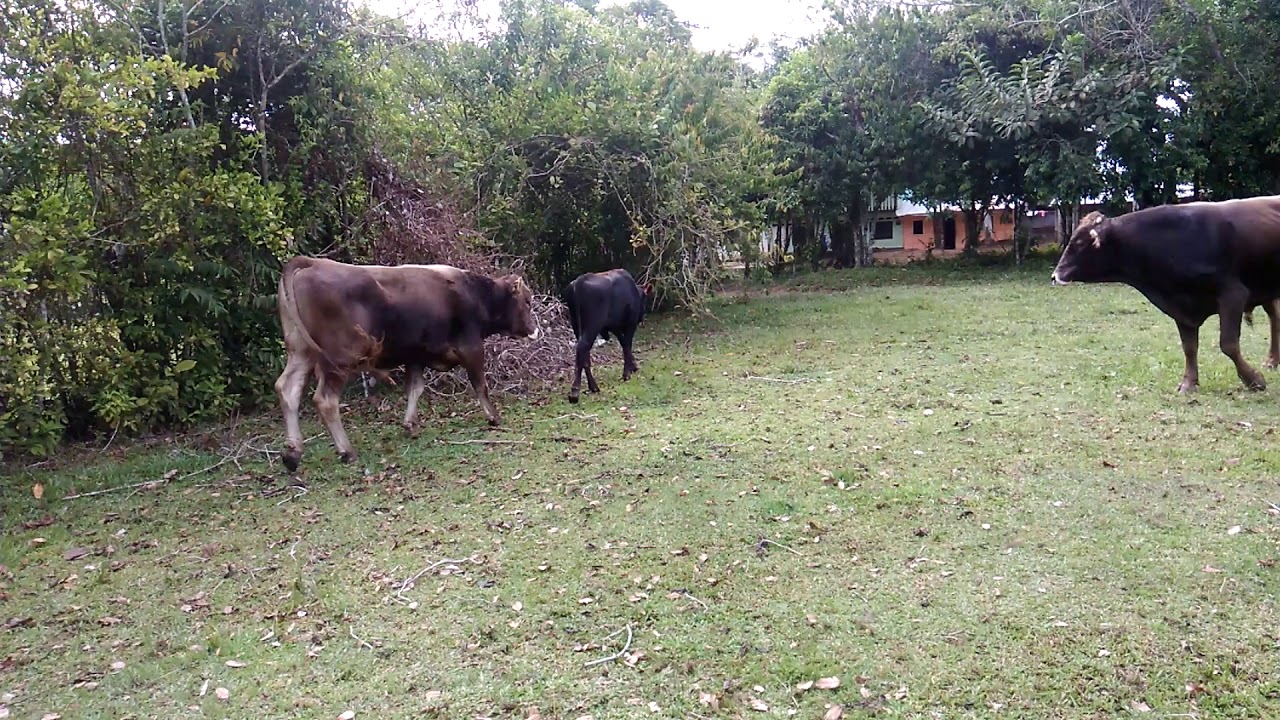 Toros pardos suizo - YouTube