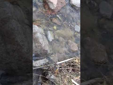 Оби чашма дар гули сурх