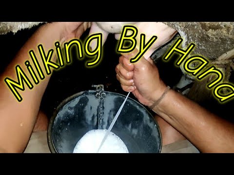 Full Milking by hand video.. My Dairy farm Awesome sound to milking a ...