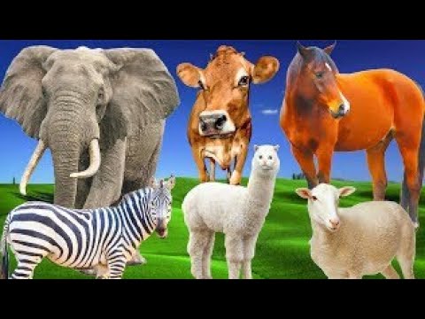 Animal Sound| Sound Of Animals Lion Elephant Monkey Giraffe Alligator ...