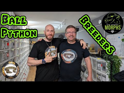 Ball Python Breeders Spotlight Series. New Forest Morphs. - YouTube