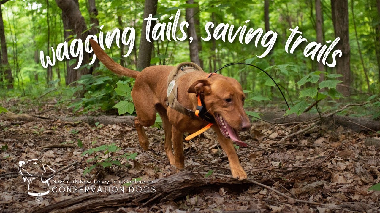 Wagging Tails, Saving Trails - YouTube