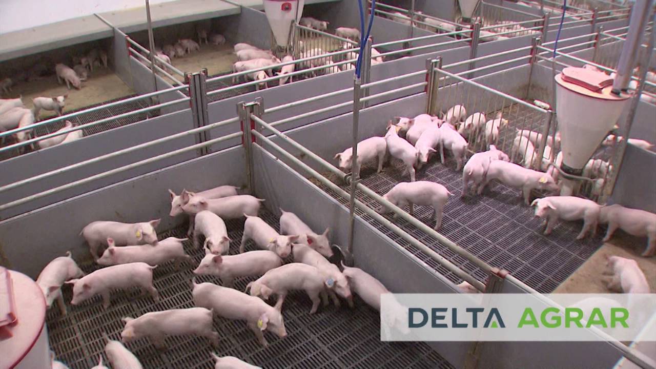 Predstavljamo vam farmu svinja „Napredak“ – prototip farme iz ...