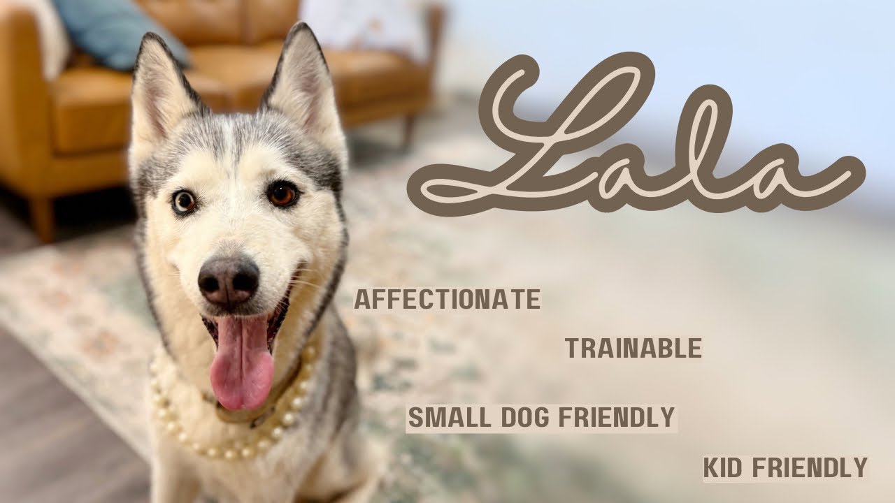 Loving Lala and her zoomies - YouTube