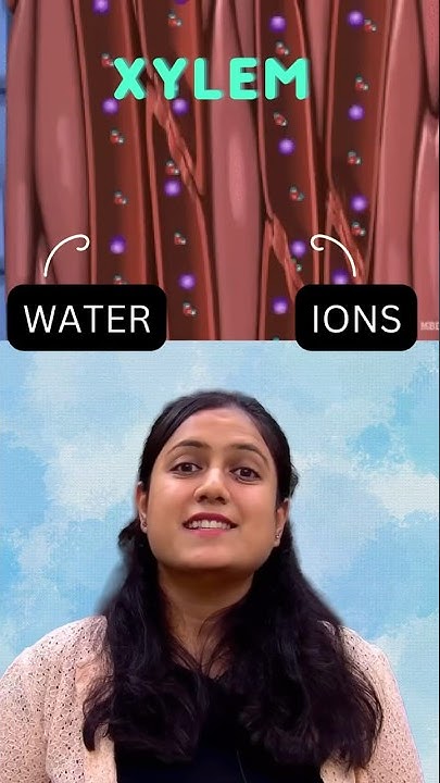 Xylem class 9 | xylem vs phloem class 9 #class9 #class11biology #neet #biology #class10 #science ...