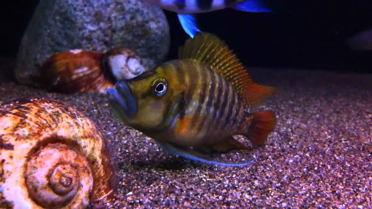 Altolamprologus compressiceps FireFin(Pla-Bann-ROME)v.2 - YouTube