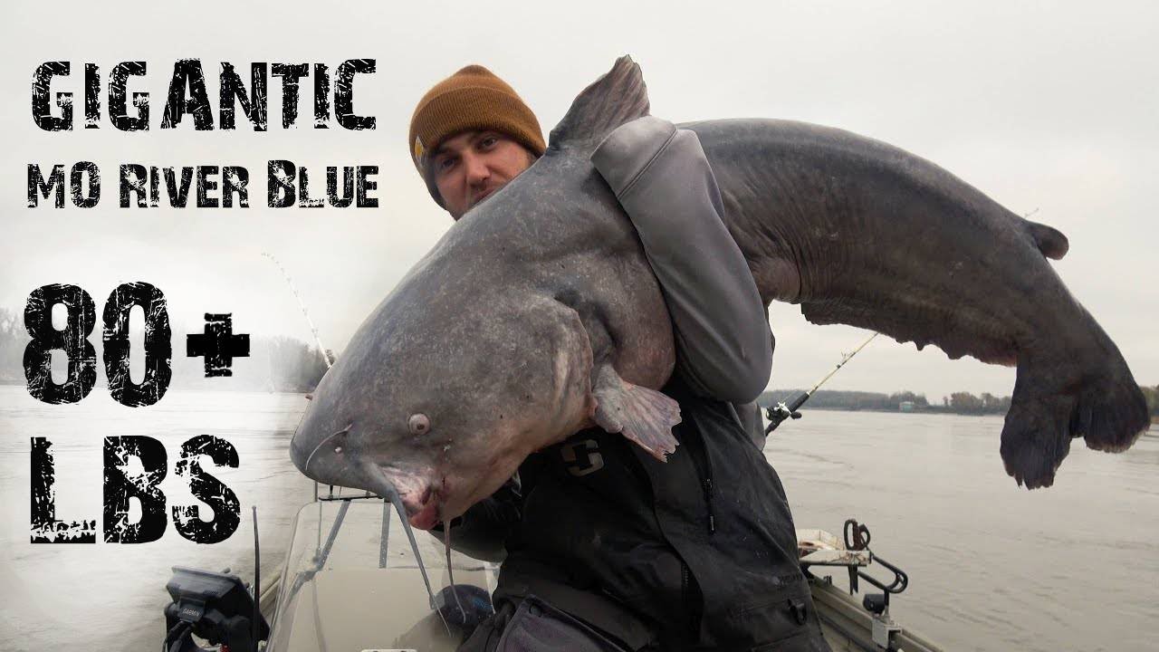 Big Time Takedown | Gigantic (80+ LB) Fall Blue Catfish From the Deep ...