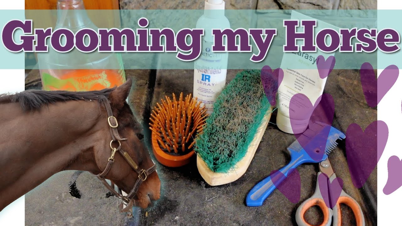 Grooming my Horse • Shedding Season & Mane Trimming || EQUESTRIAN VLOG ...