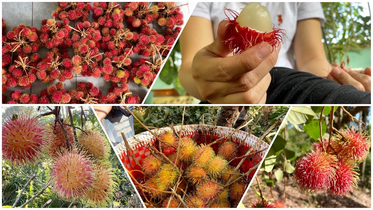 Limited Series: Memetik dan mengikat Rambutan 2022 - YouTube