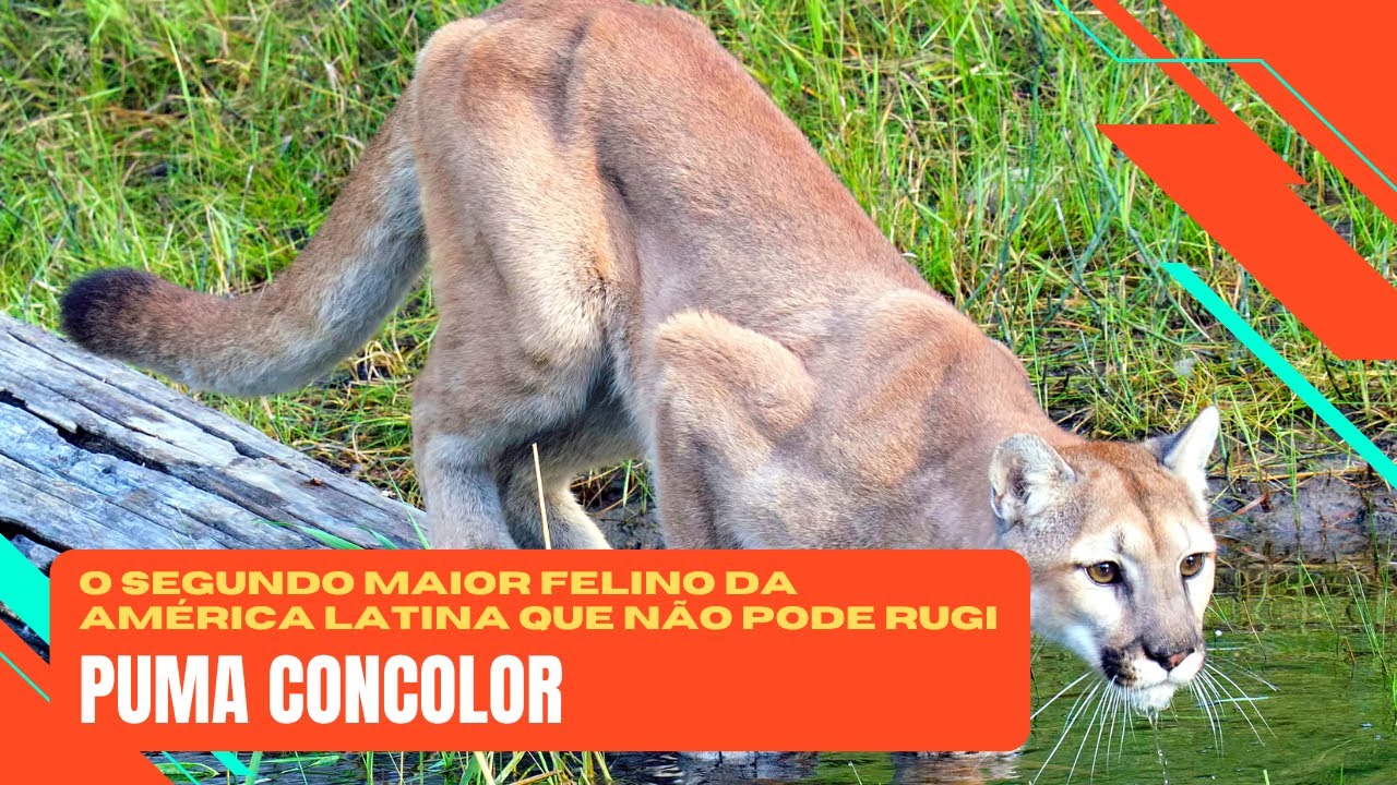PUMA - O SEGUNDO MAIOR ANIMAL DA AMÉRICA LATINA PART. 2 - YouTube