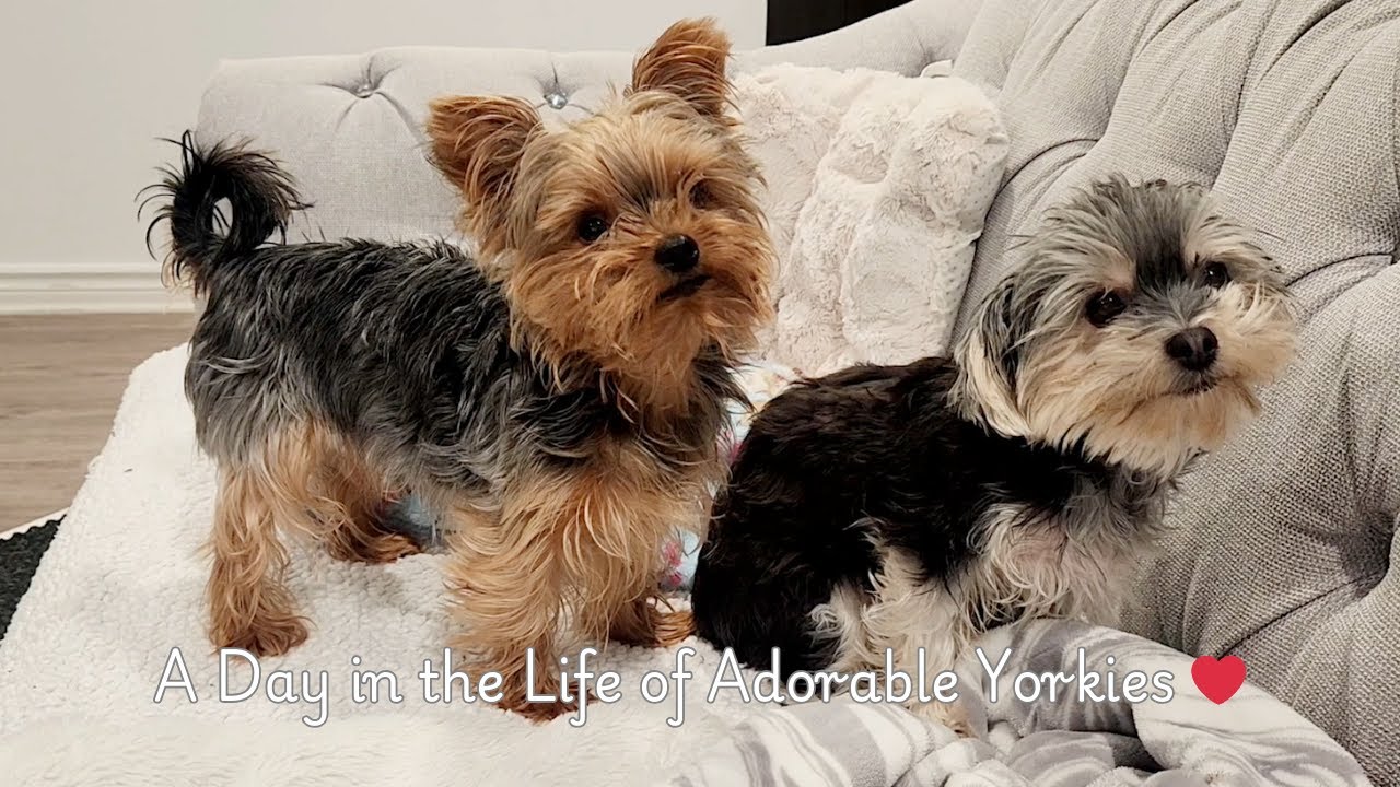 Life with Yorkies 🐾 | Breakfast, Ball Play & Adorable Couch Time! - YouTube