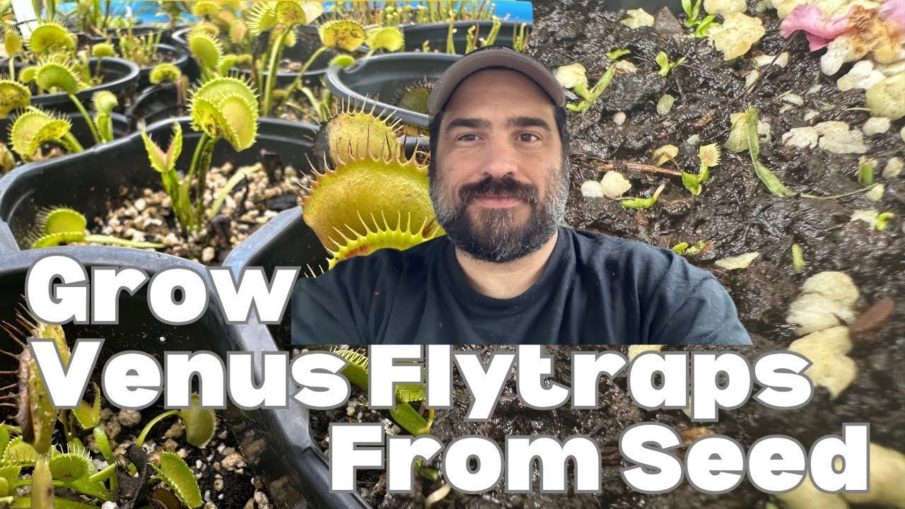 How To Grow Venus Flytraps From Seed. No Nonsense And Straight To The ...