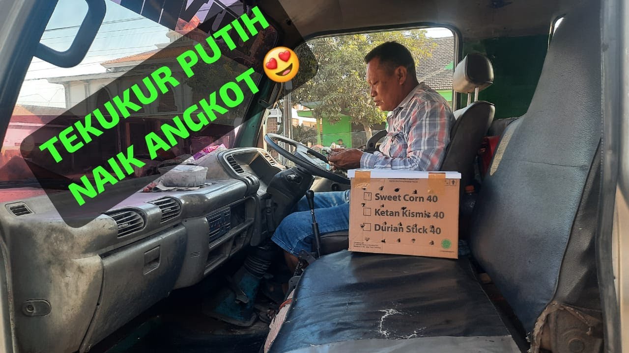 Tekukur Putih Naik Angkot 😍 #tekukurindonesia - YouTube