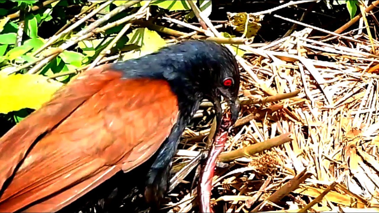 Greater coucal Birds try to bring eel out of the nest - YouTube