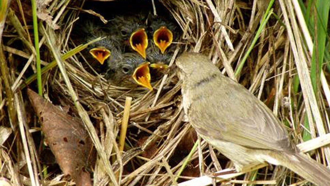 Chiff Chaff Bird Nesting Chiff Chaff Building Nest For Her Young Cute ...