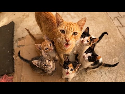 Mother Cat Welcomes Me With Her Kittens — One Jumps Into My Arms and Hugs Me 🥹♥️