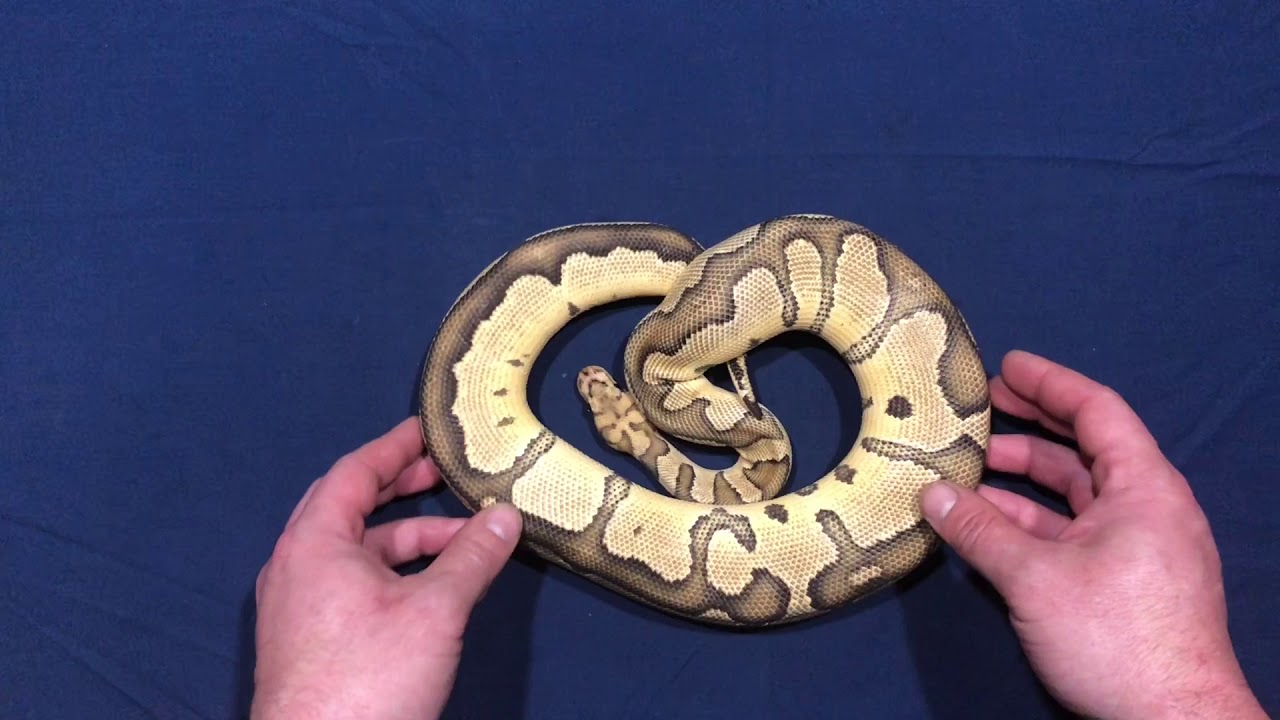 My 2020 ball python collection introduction part 2 - YouTube