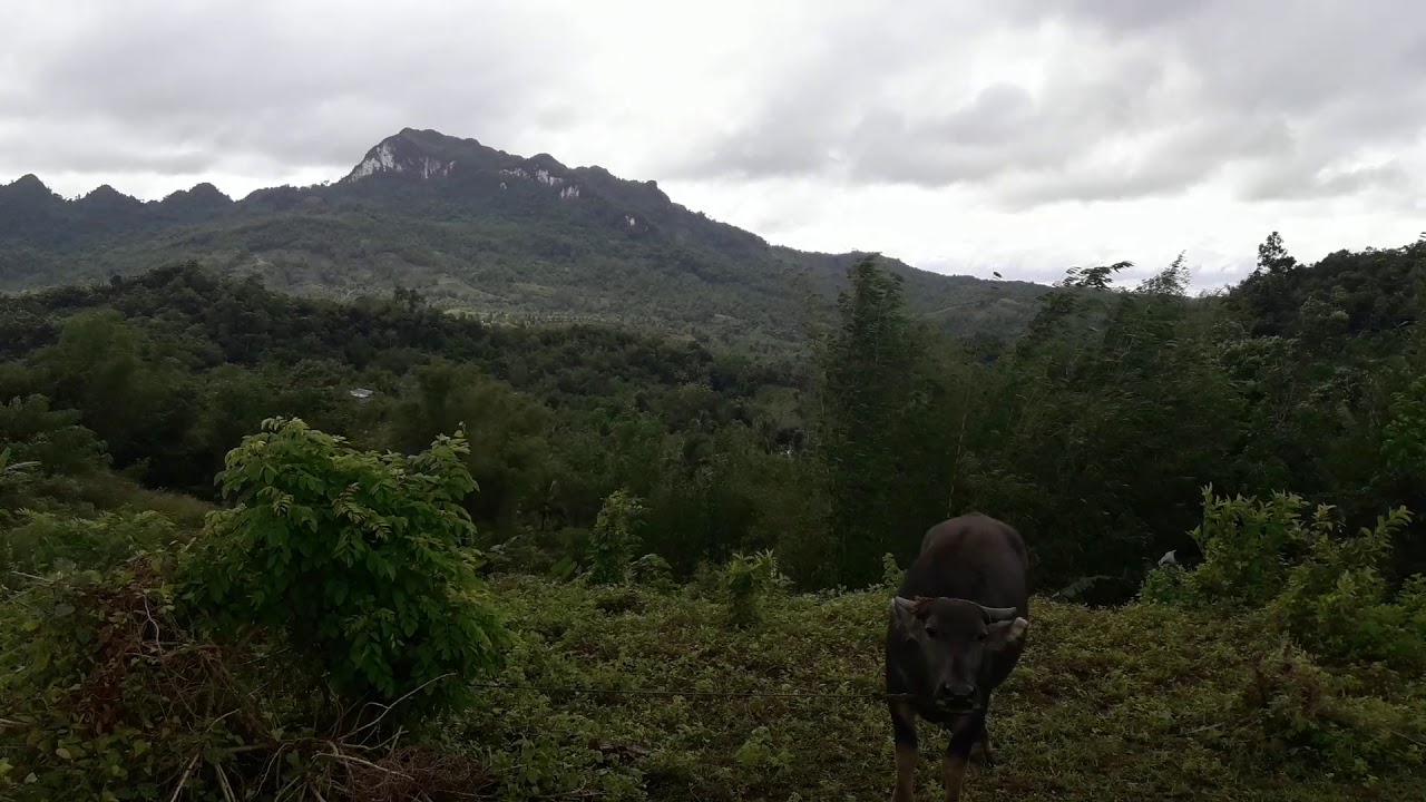 The beauty of Katagbakan, Concepcion, Dumalag Capiz - YouTube