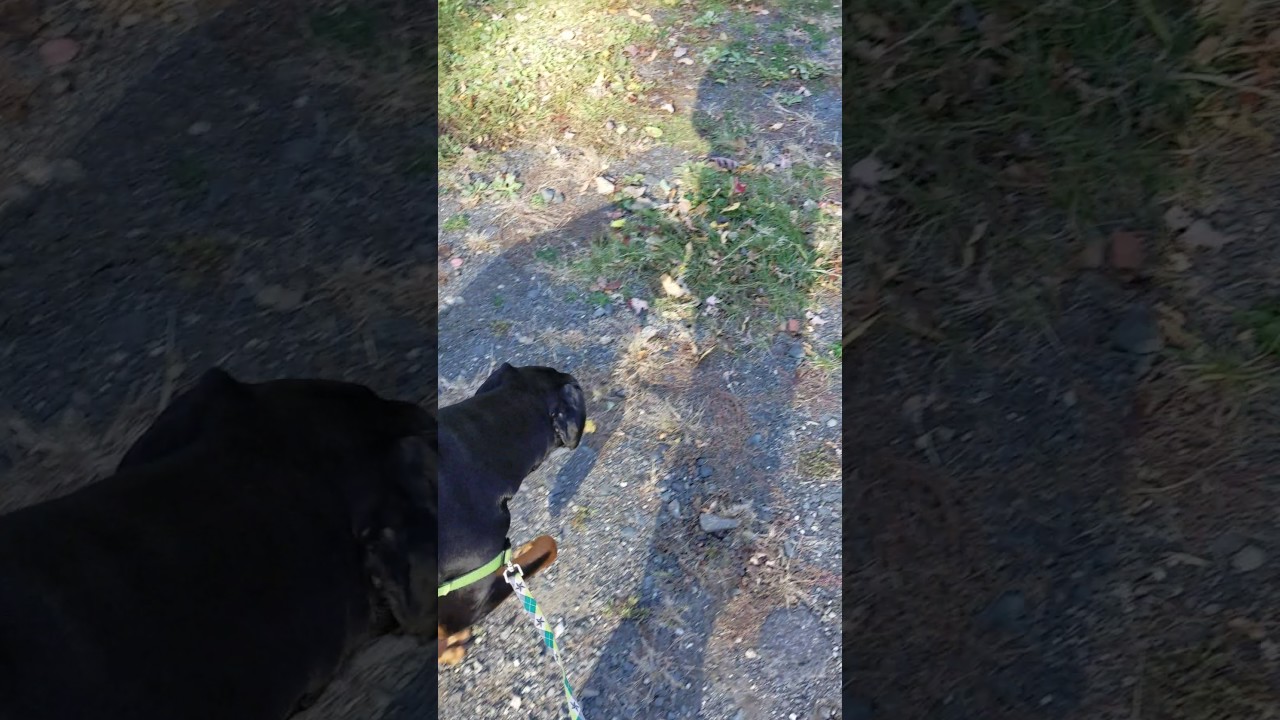 Treat Fairy | Loki | Doberman short loose leash stroll; with Leave It ...