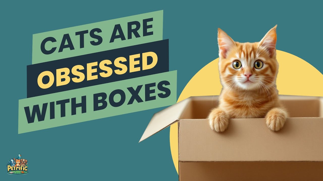 The Shocking Truth Behind CATS and Their LOVE for BOXES! 📦 - YouTube