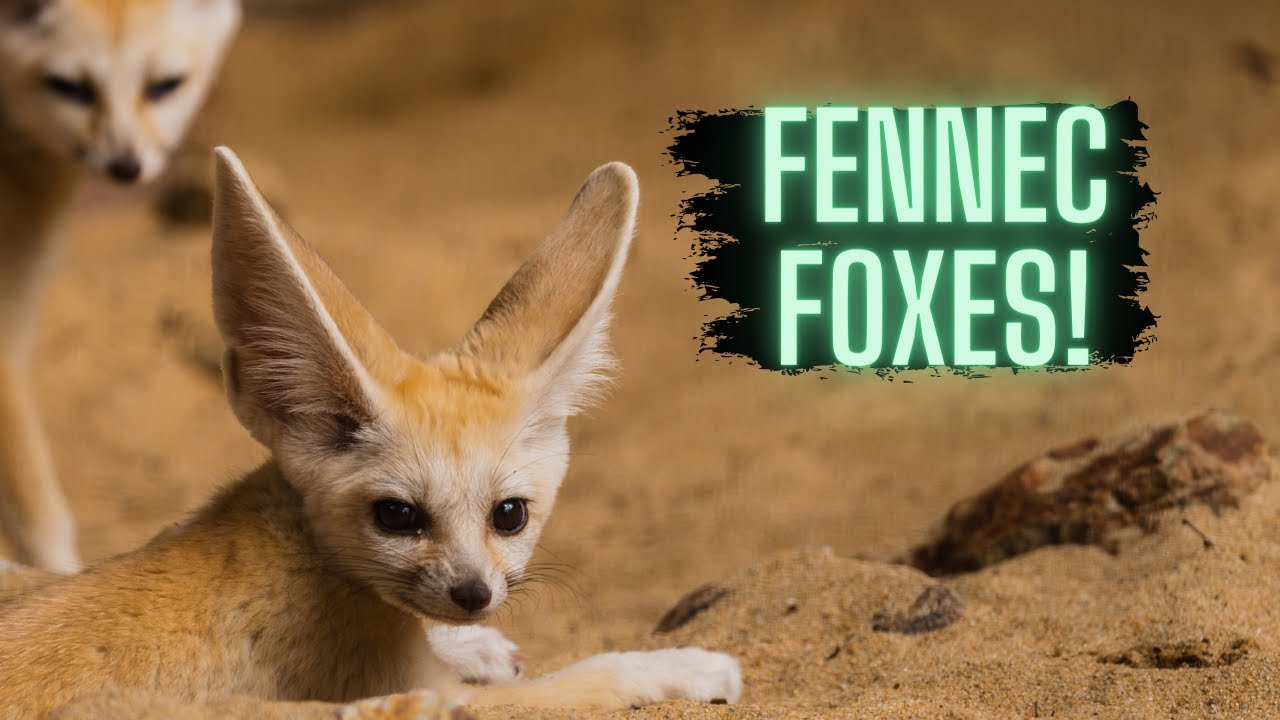 Fennec Fox Frenzy ! 🦊 - YouTube