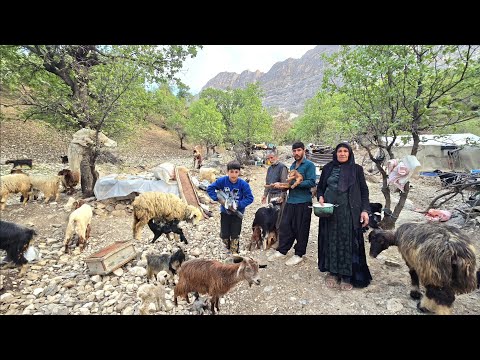 Iran nomadic life: cleaning sheep shelters, storing firewood, and milking the herd
