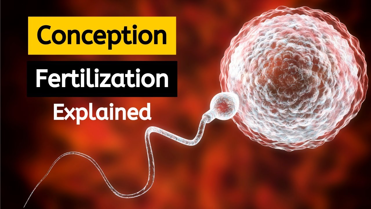 Conception & Fertilization Explained - YouTube