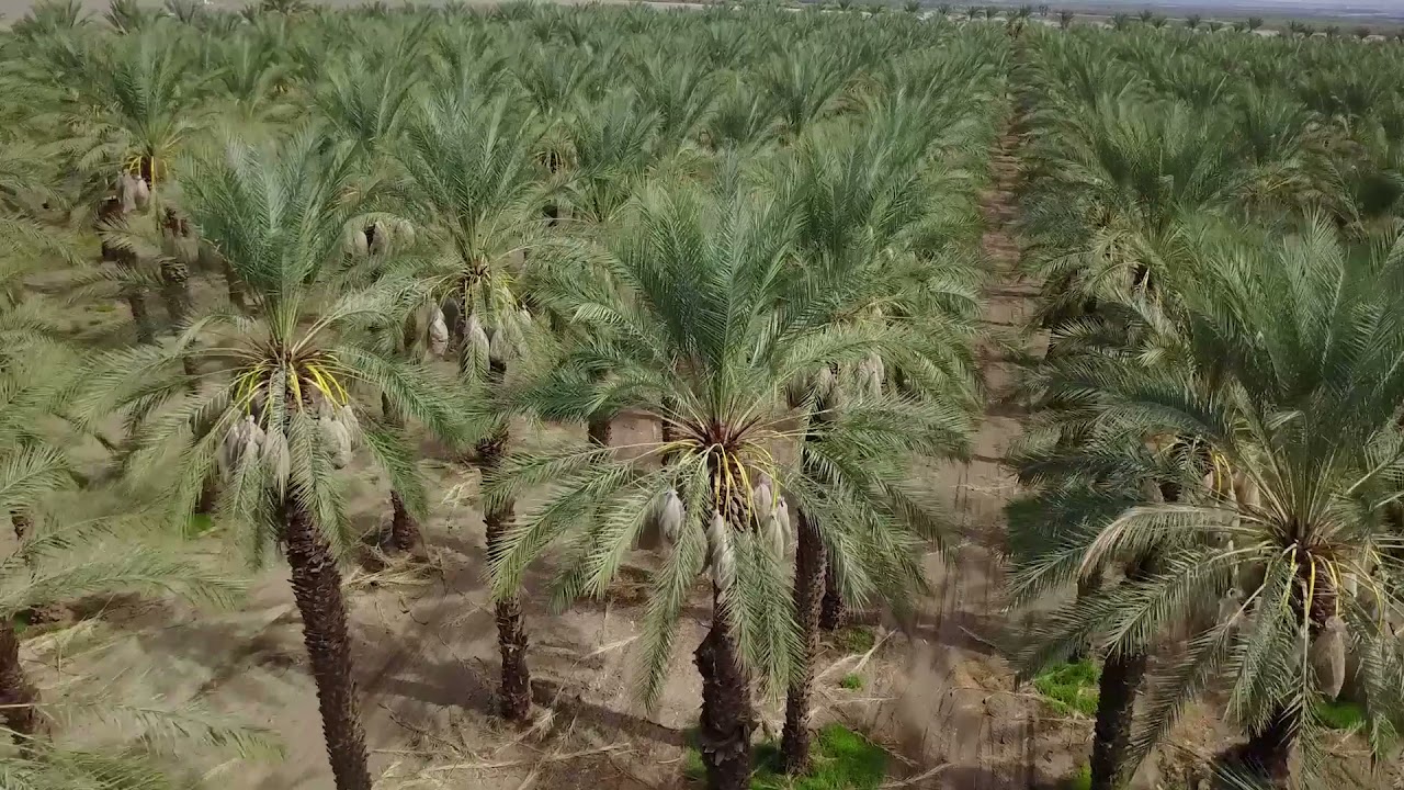 Coachella Date Gardens | California Dates - YouTube