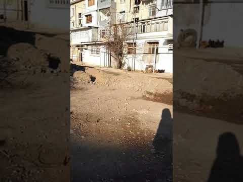 Gence seherinde biyabirciliq seherin merkezinde