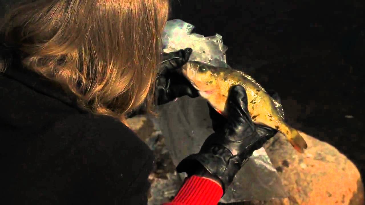 Banjolla ei saa pillua vol.1 - YouTube