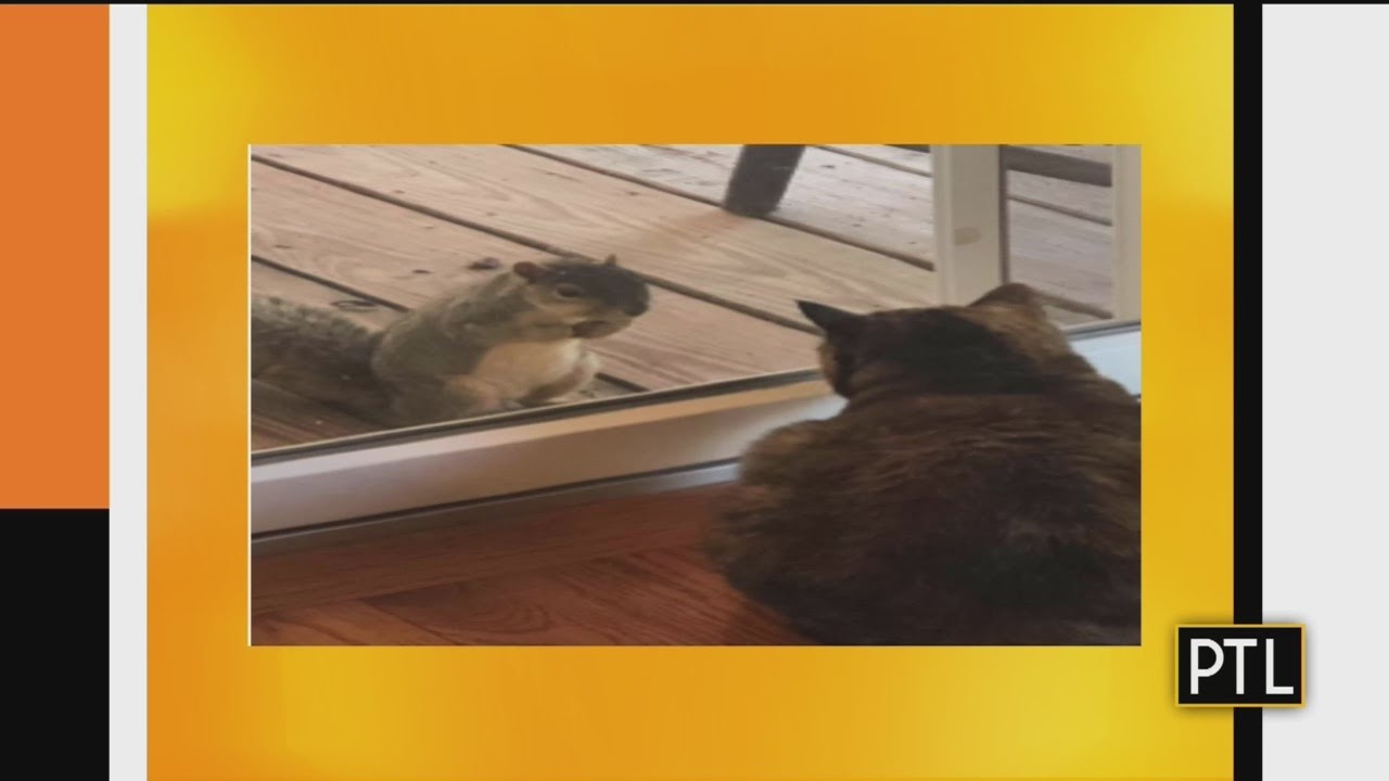 David Vs. The Squirrel (Pt. 3) - YouTube