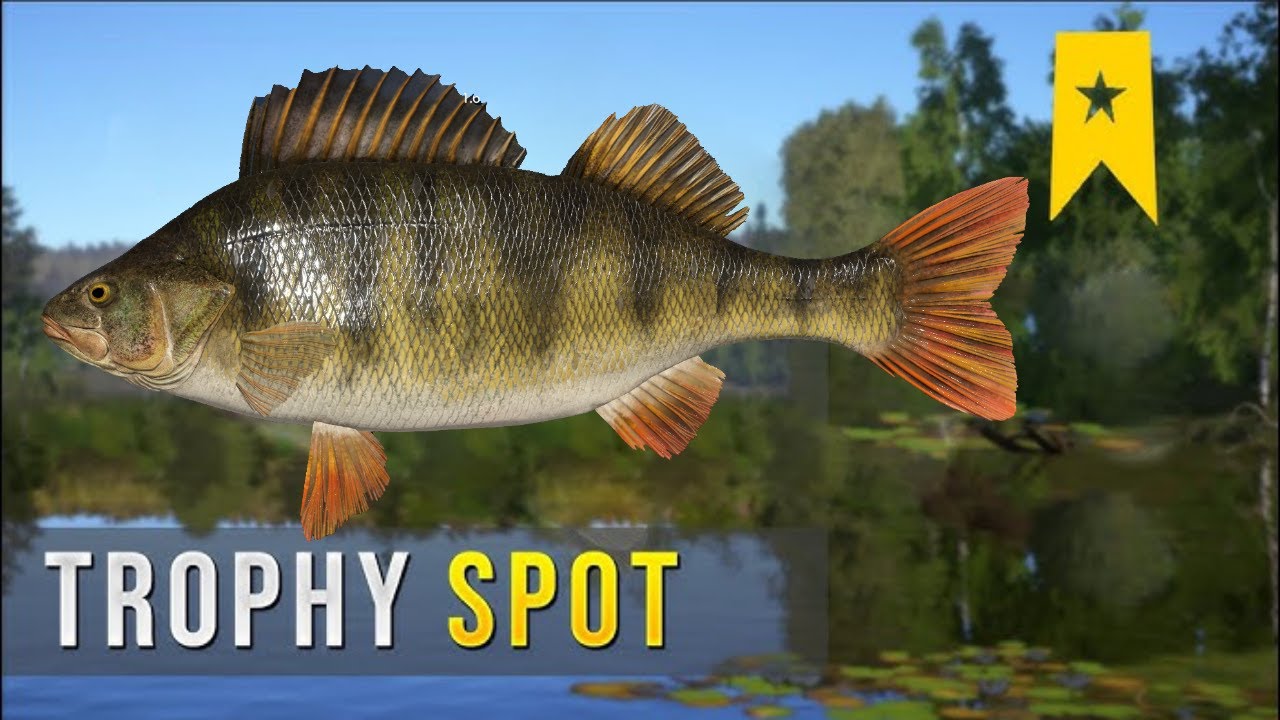 Russian Fishing 4 | Winding rivulet trophy Perch spot - YouTube